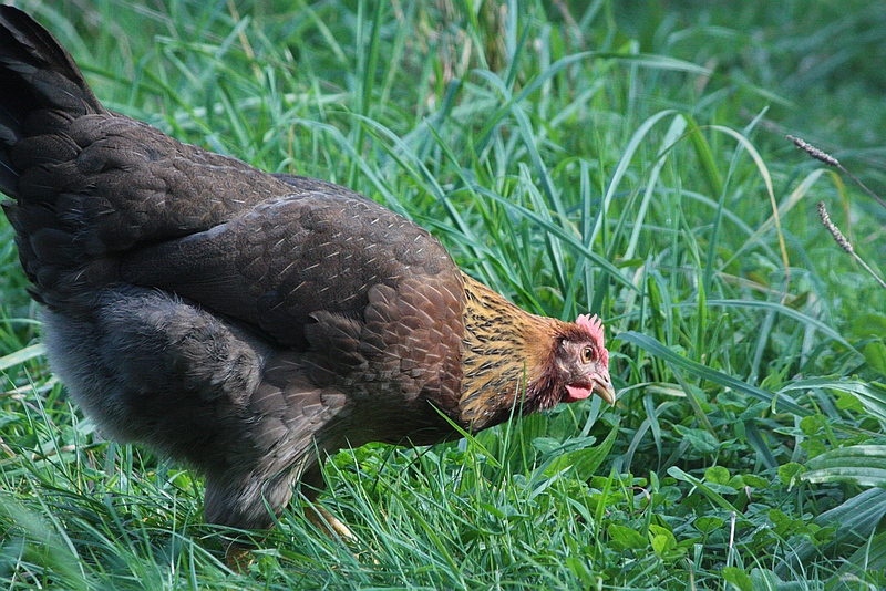 Welsummer Chicken - Breed Profile - Backyard Poultry